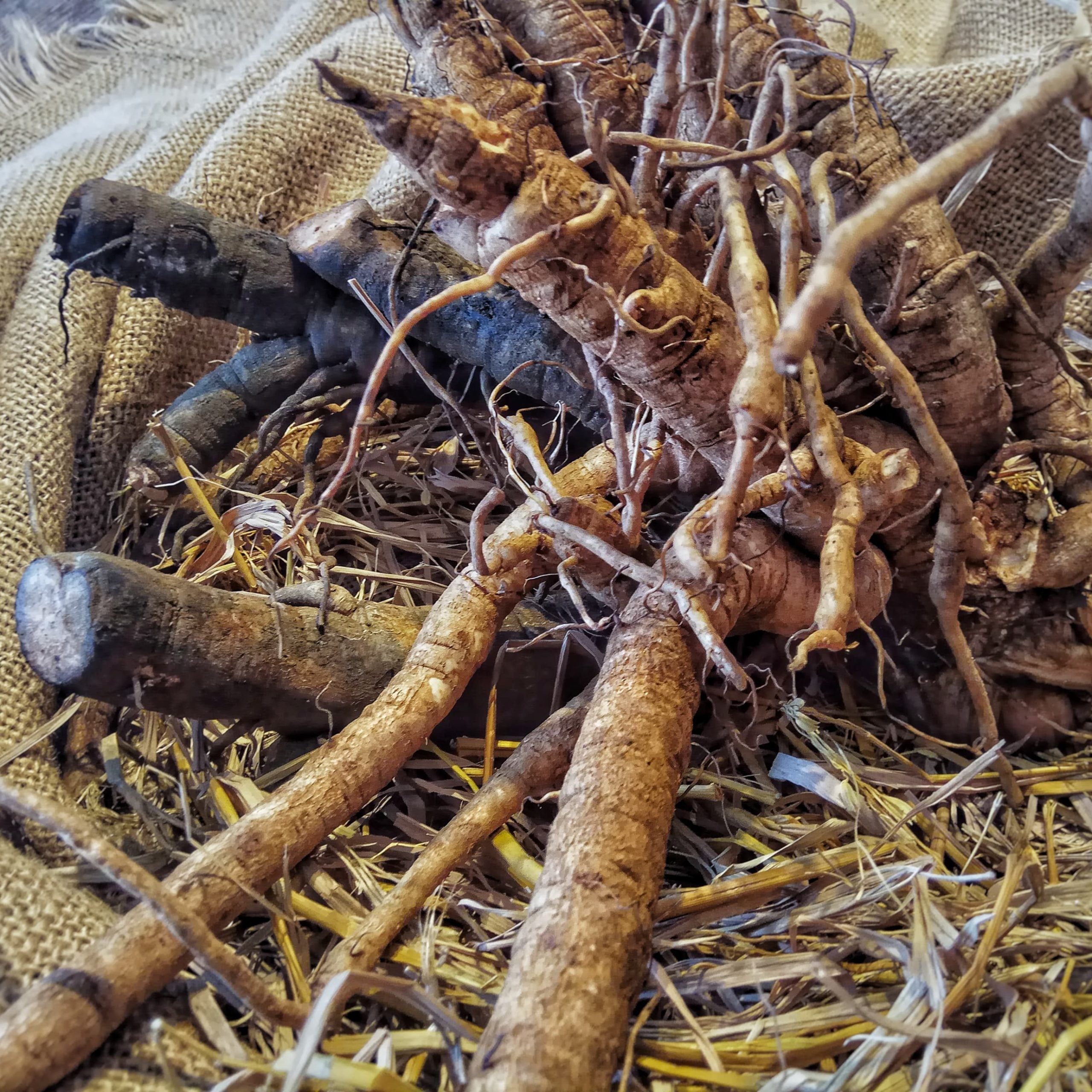 Củ Ngưu Bàng – “Nhân Sâm” của người Nhật – Bách An Khang | Bachankhang ...