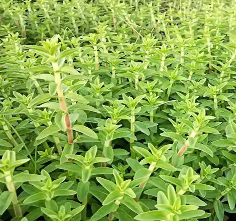 Cây Rau Om có tác dụng như nào? Tìm hiểu về Cây Rau Om? – Bách An Khang ...