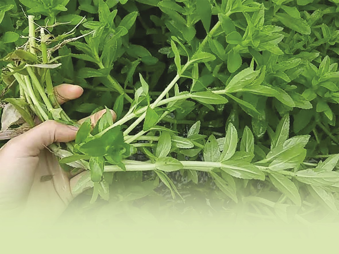 Cây Rau Om có tác dụng như nào? Tìm hiểu về Cây Rau Om? – Bách An Khang ...