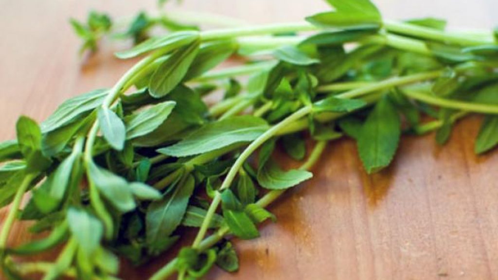 Cây Rau Om có tác dụng như nào? Tìm hiểu về Cây Rau Om? – Bách An Khang ...