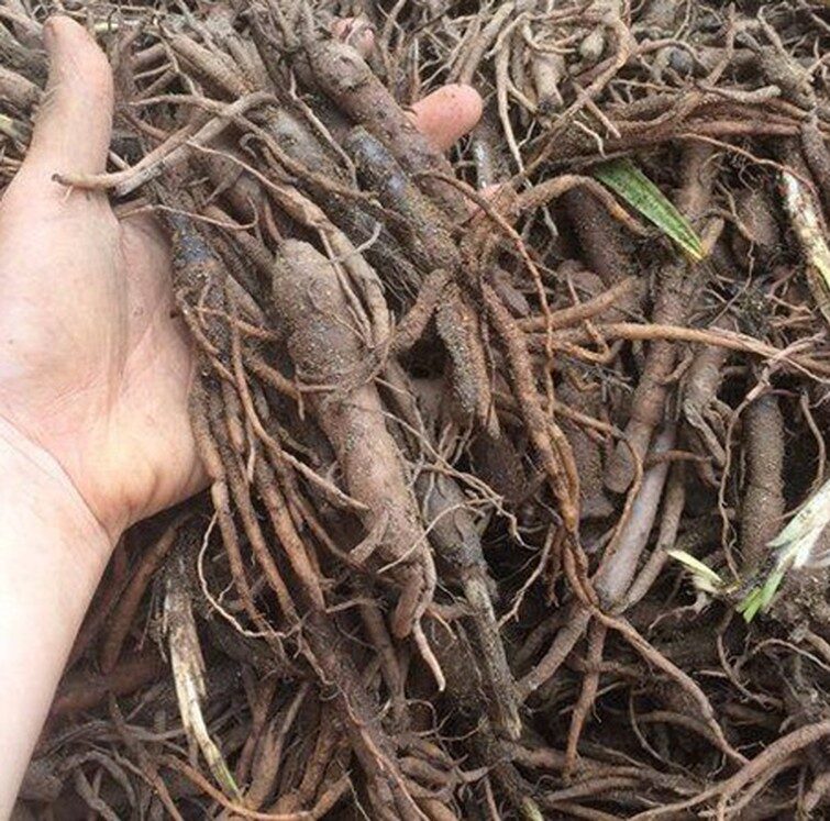 5 bài thuốc dân gian chữa bệnh độc đáo về Sâm Cau Đen – Bách An Khang ...